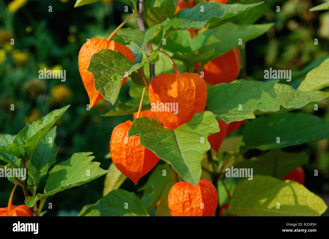Judenkirsche hi-res stock photography and images - Alamy