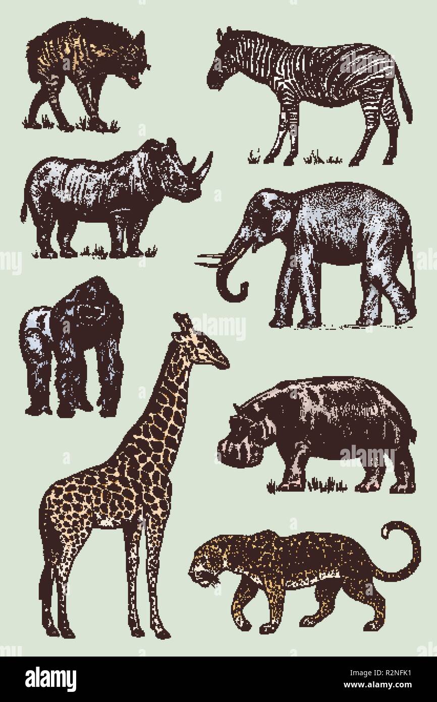 Set of African animals. Rhinoceros Elephant Giraffe Hippopotamus ...