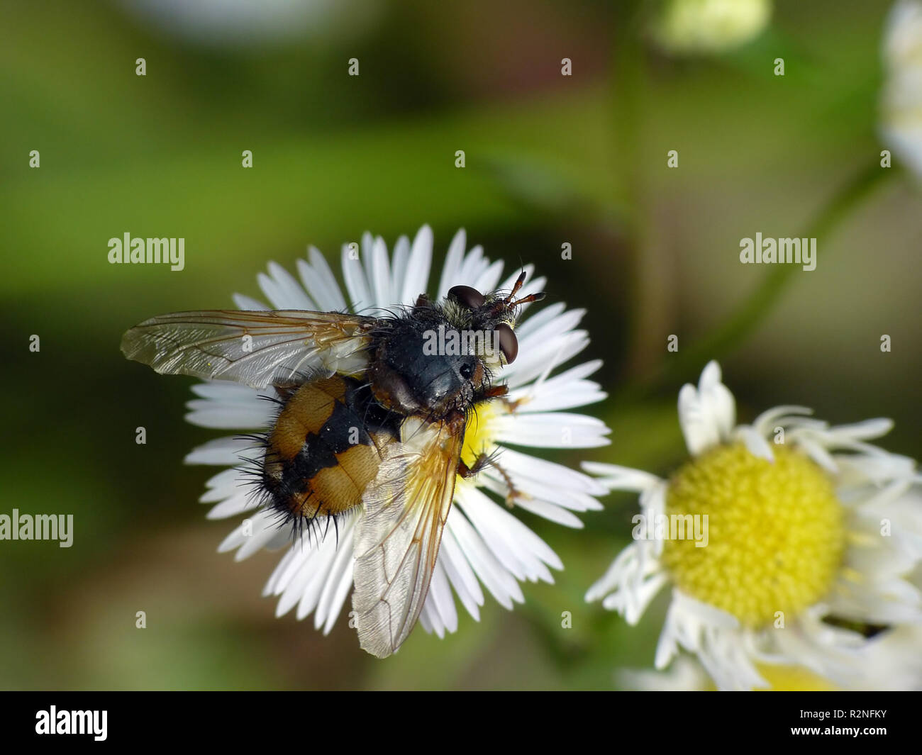 Raupenfliege High Resolution Stock Photography and Images - Alamy