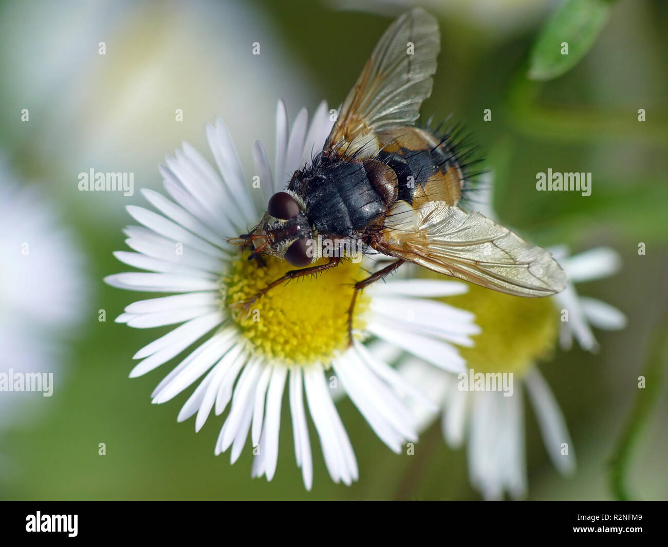 Raupenfliege hi-res stock photography and images - Alamy