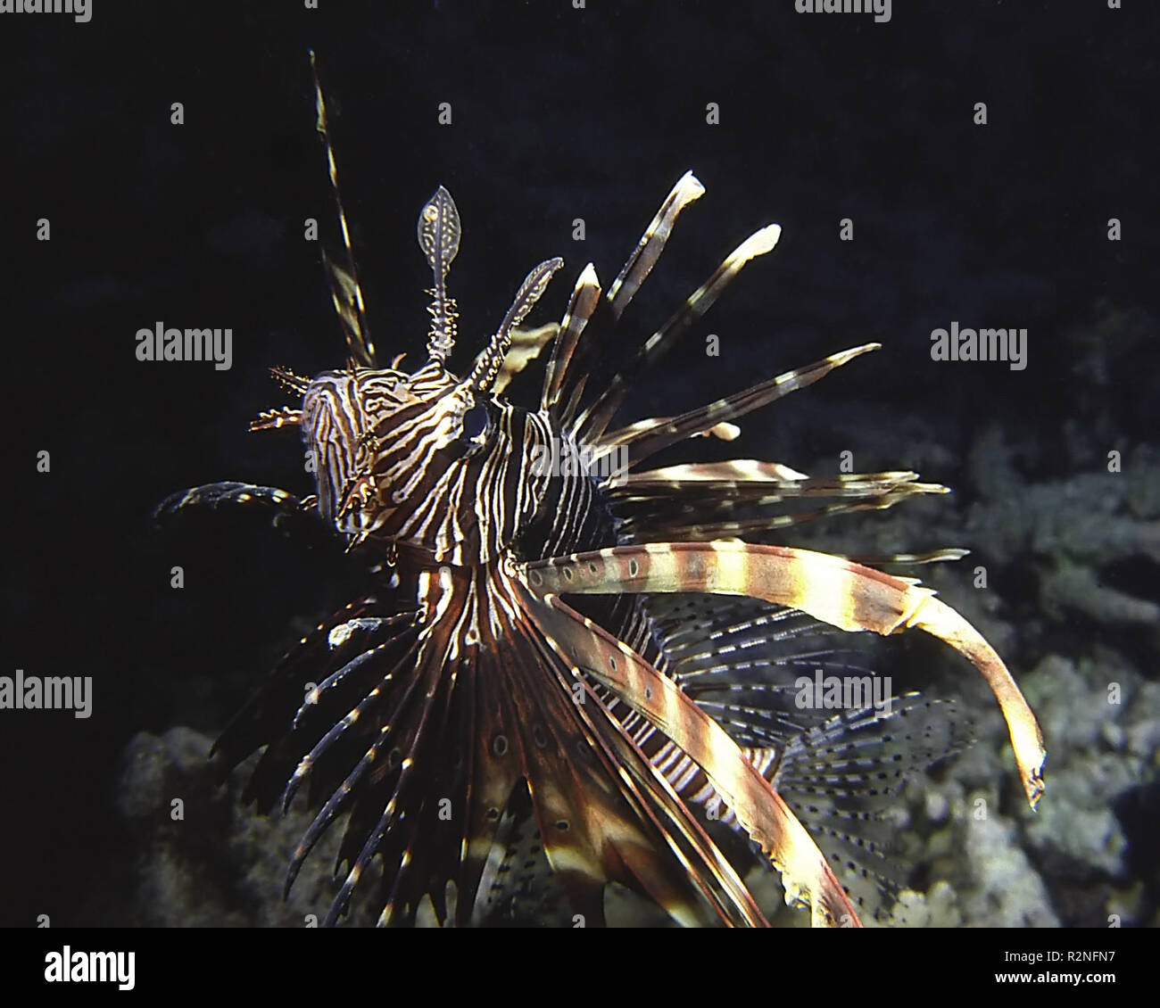 Rotfeuerfische High Resolution Stock Photography and Images - Alamy