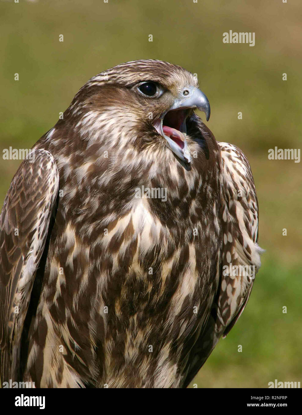 Sakerfalke hi-res stock photography and images - Alamy