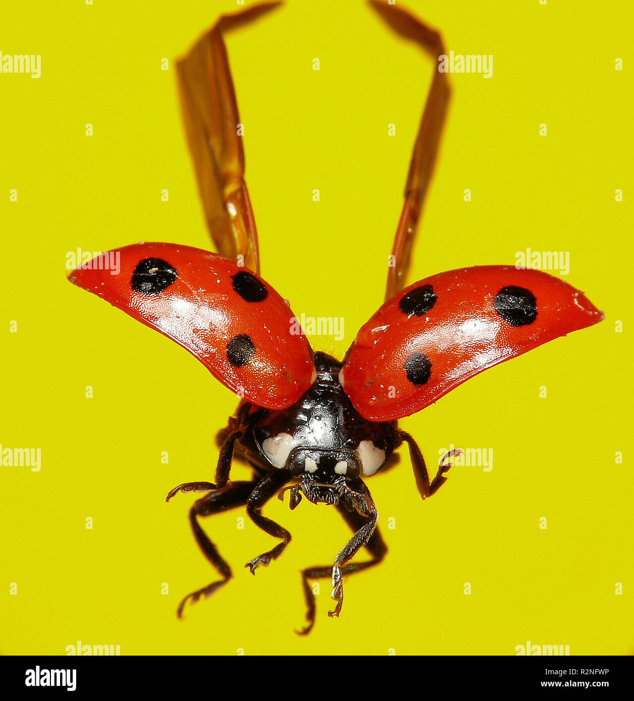 Flying ladybug close up hi-res stock photography and images - Alamy