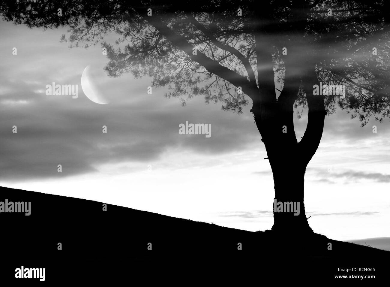 Menacing tree hi-res stock photography and images - Alamy