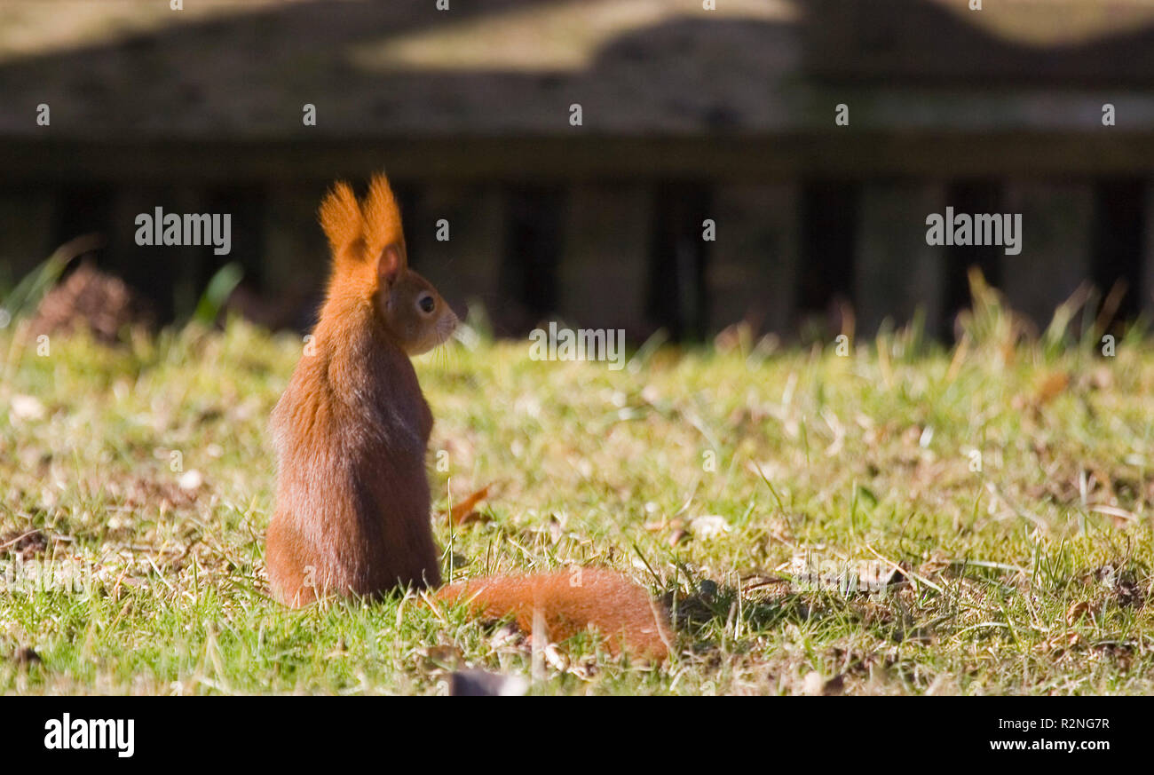 Ha rnchen hi-res stock photography and images - Alamy