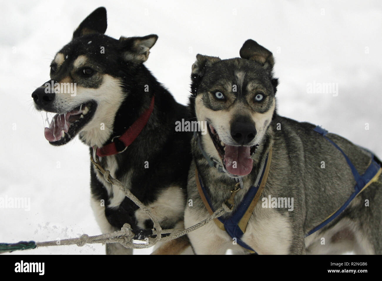 Alaskan huskie hi-res stock photography and images - Alamy