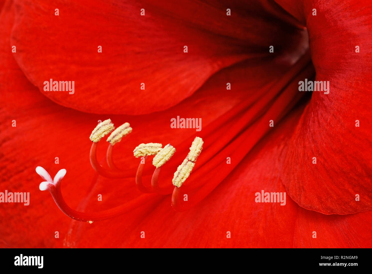 red flower of amaryllis Stock Photo - Alamy