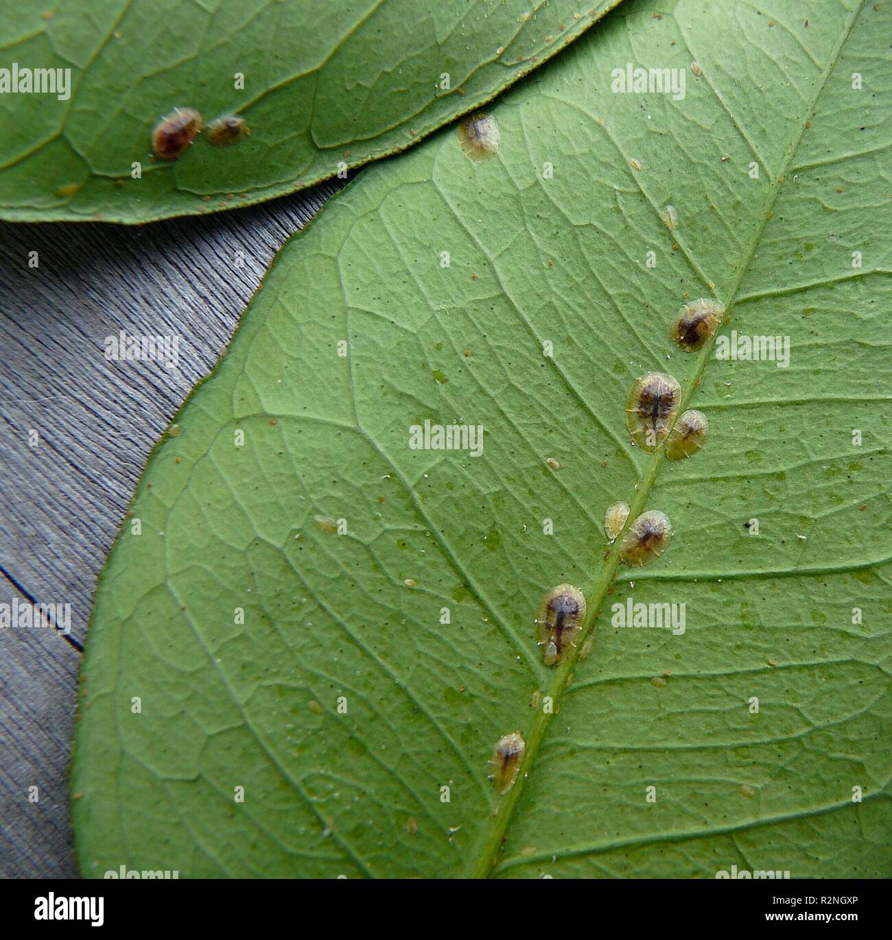 scale insects 3 Stock Photo - Alamy
