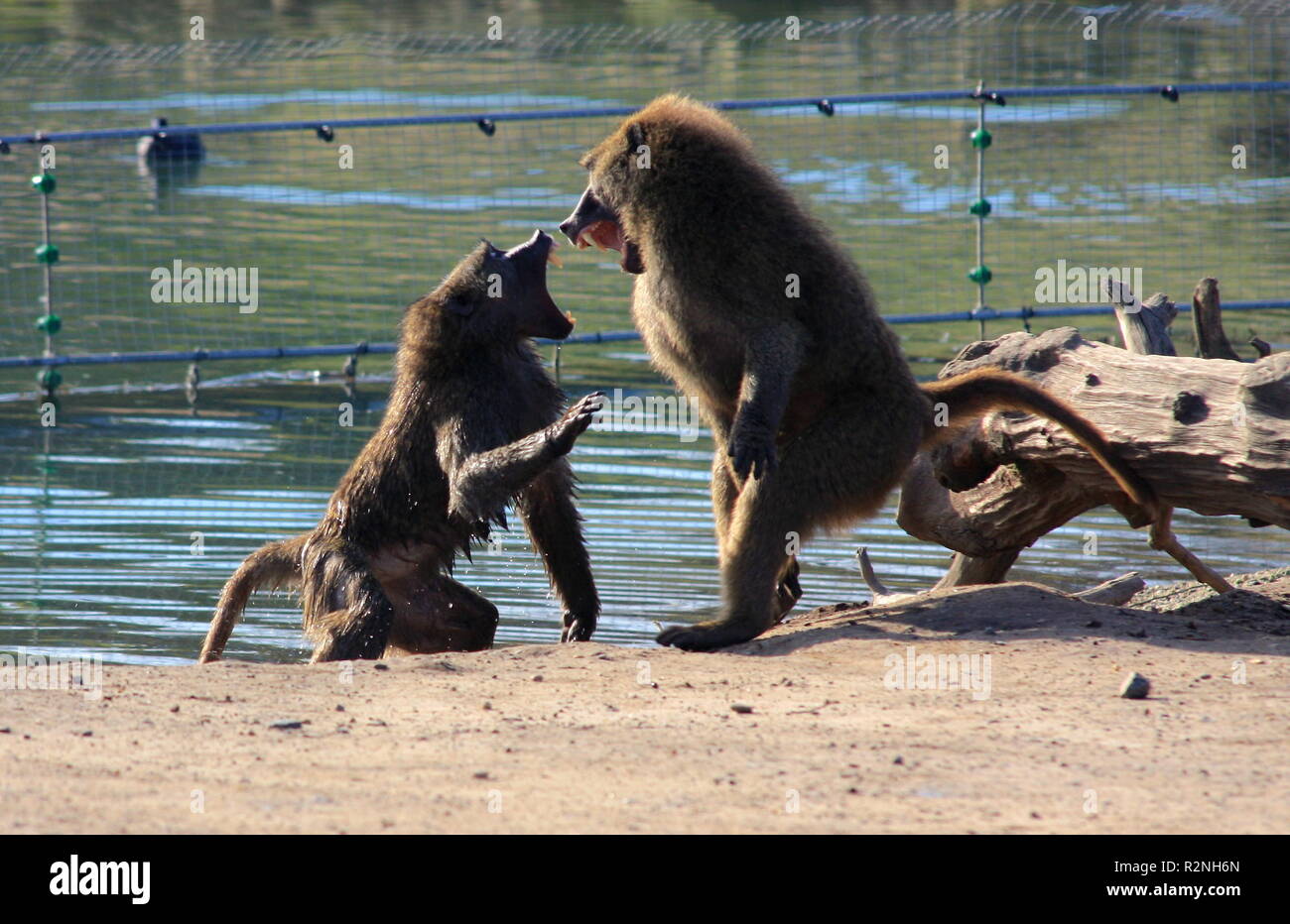 Turf war hi-res stock photography and images - Alamy