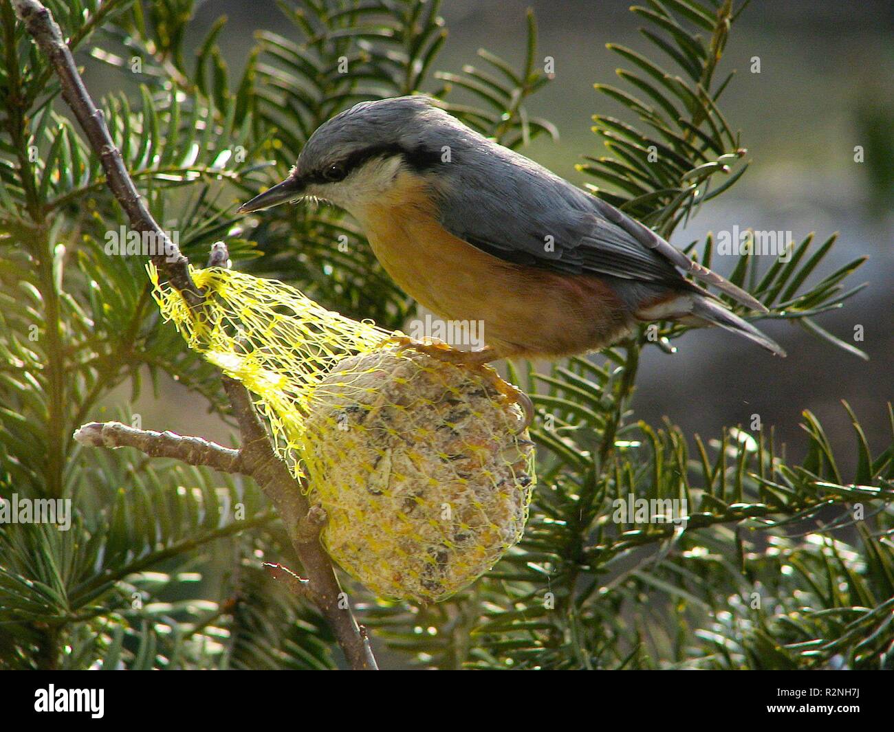 Guest birds hi-res stock photography and images - Alamy