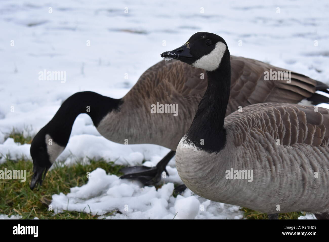 Canada geese feeding in the wild in a snowy landscape Stock Photo - Alamy