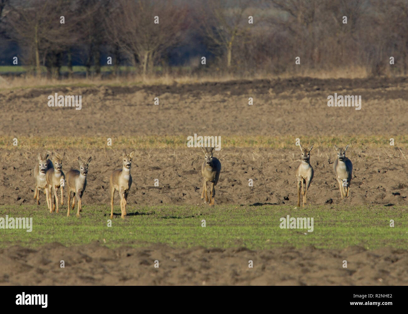 flight forward 2 Stock Photo - Alamy