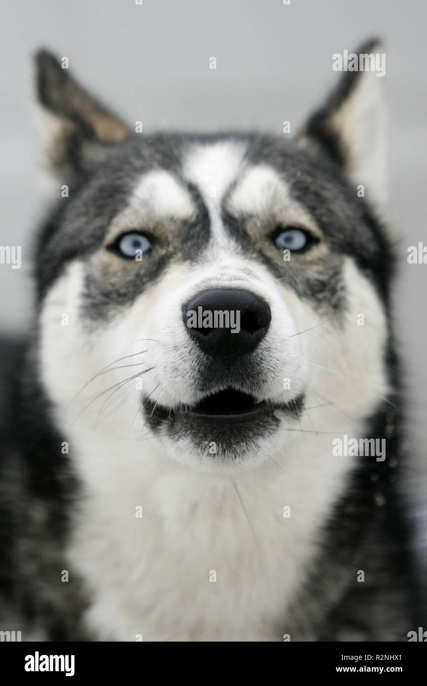 siberian husky head portrait Stock Photo - Alamy