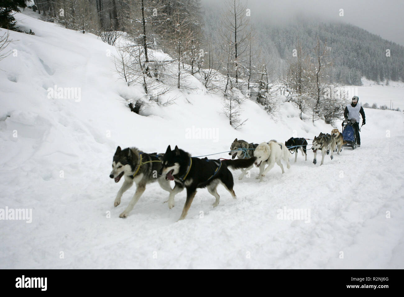 purebred siberian husky team Stock Photo - Alamy