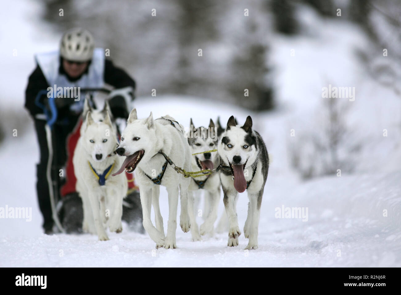 purebred siberian husky team Stock Photo - Alamy