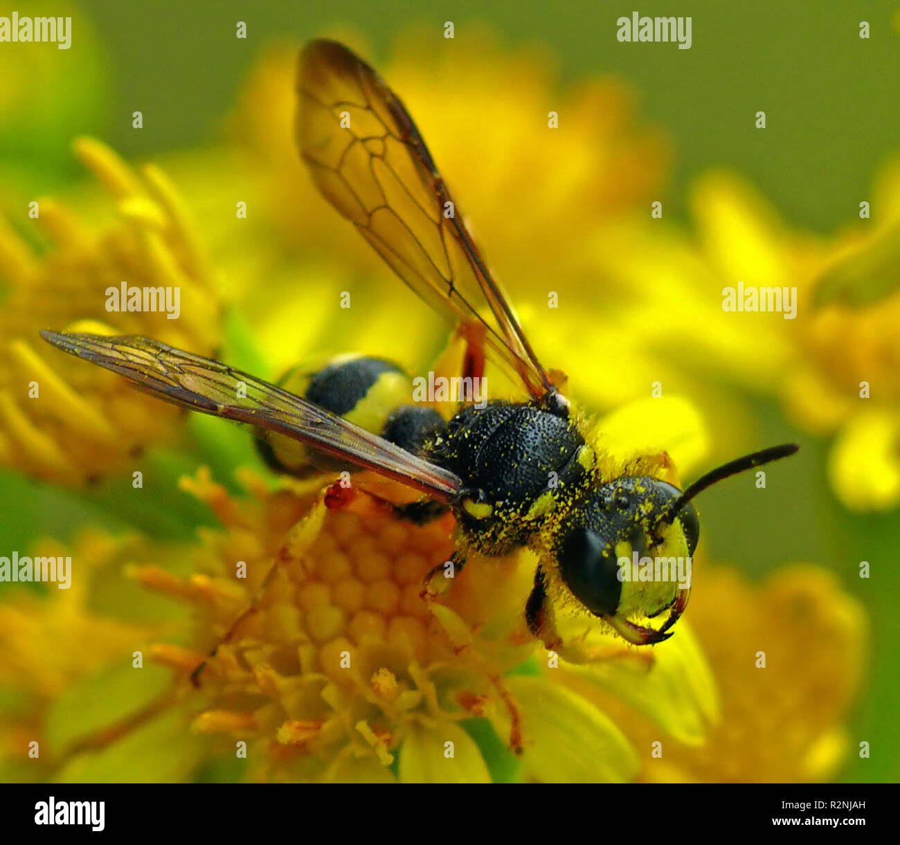 Insektenportrait hi-res stock photography and images - Alamy