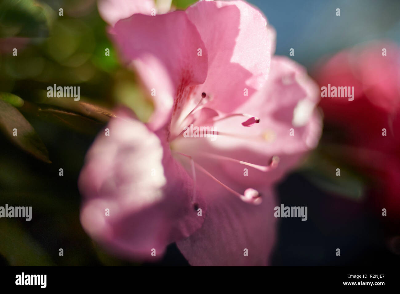 Pink azalea up close hi-res stock photography and images - Alamy