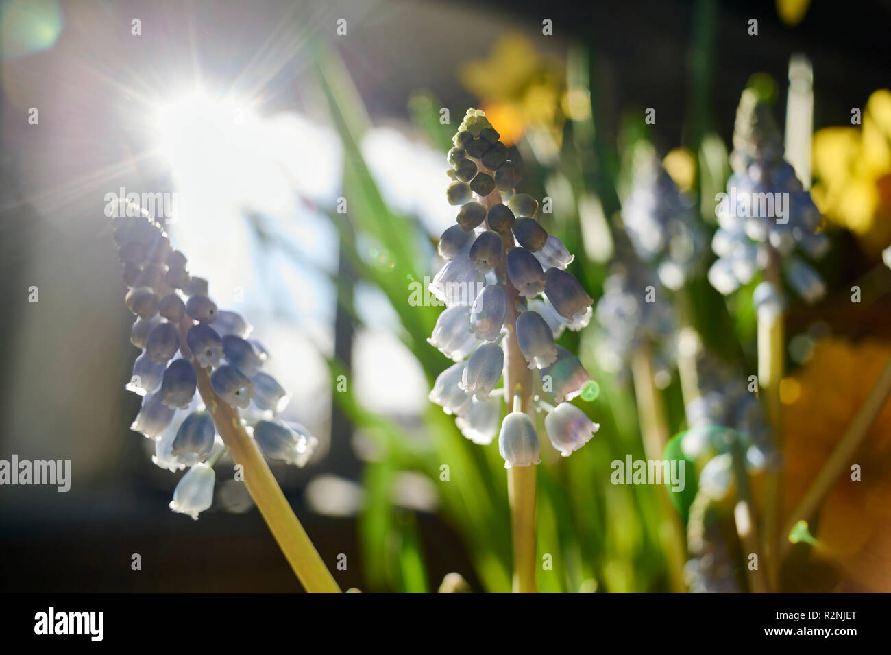 Close up of dwarf hyacinths hi-res stock photography and images - Alamy