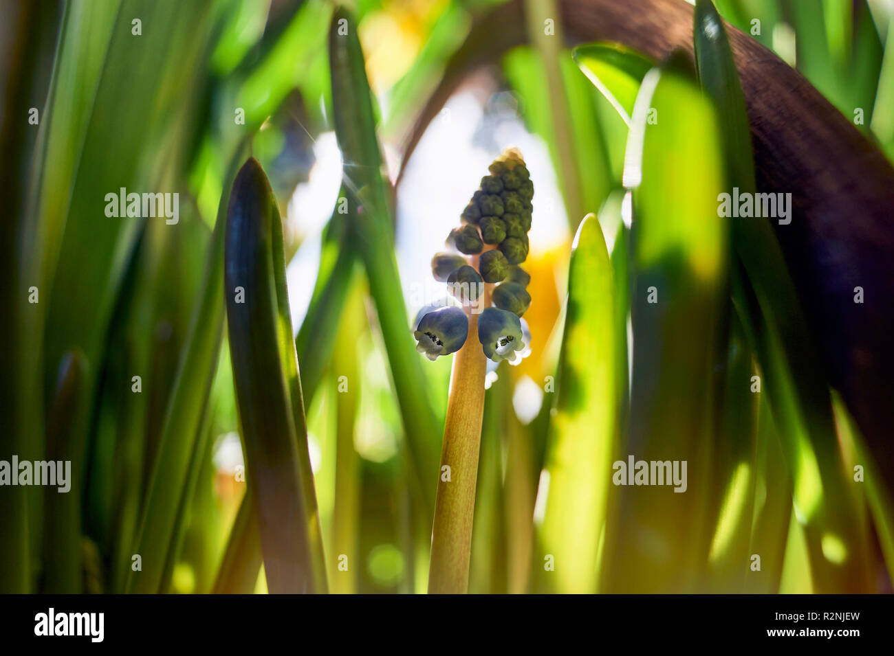 Close-up of a dwarf hyacinth Stock Photo - Alamy