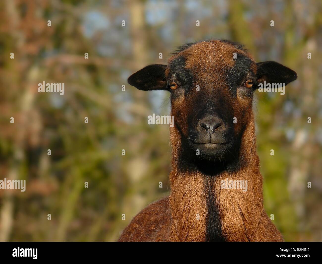 Photogenic goat hi-res stock photography and images - Alamy