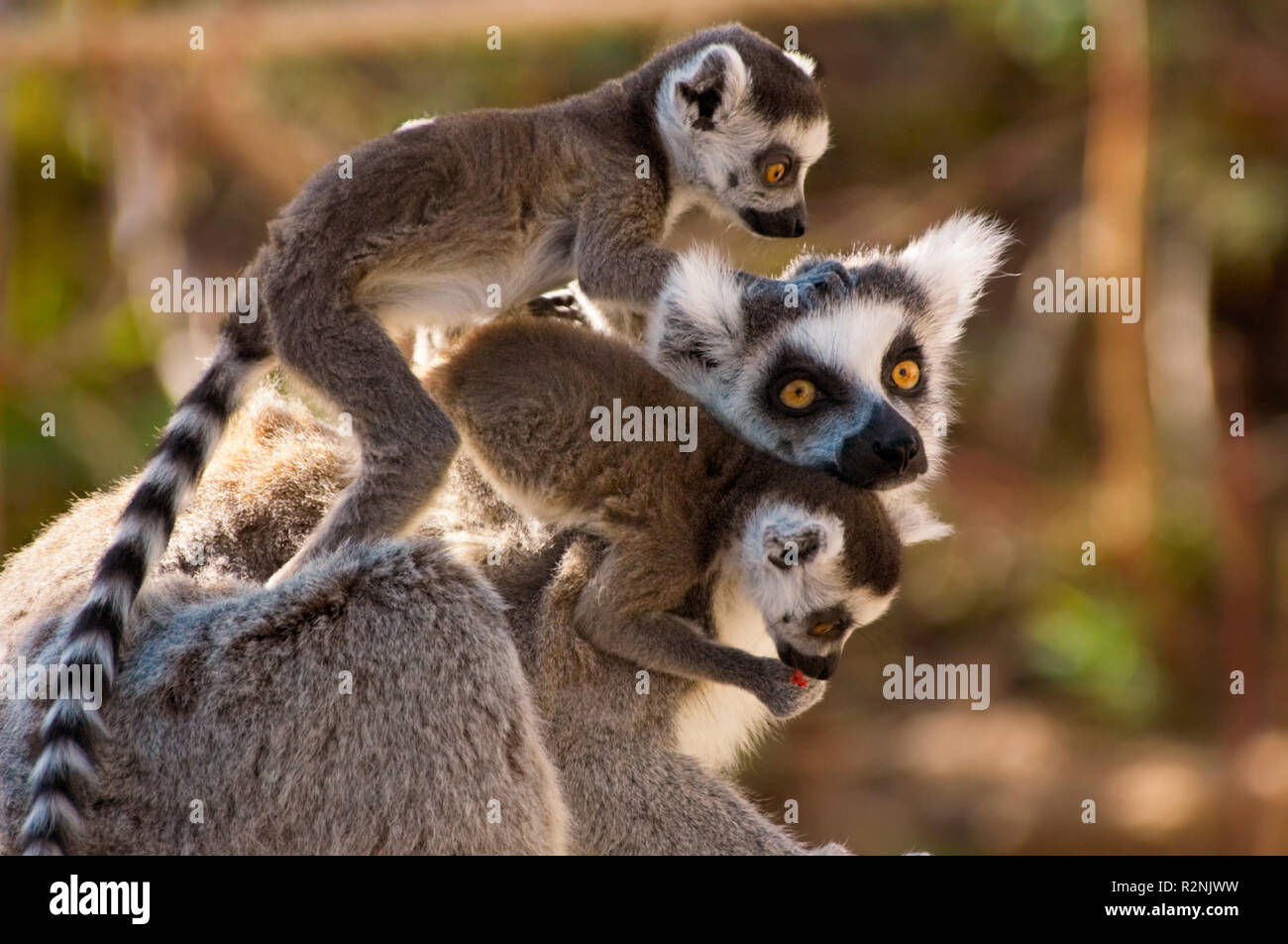 katta with young Stock Photo - Alamy