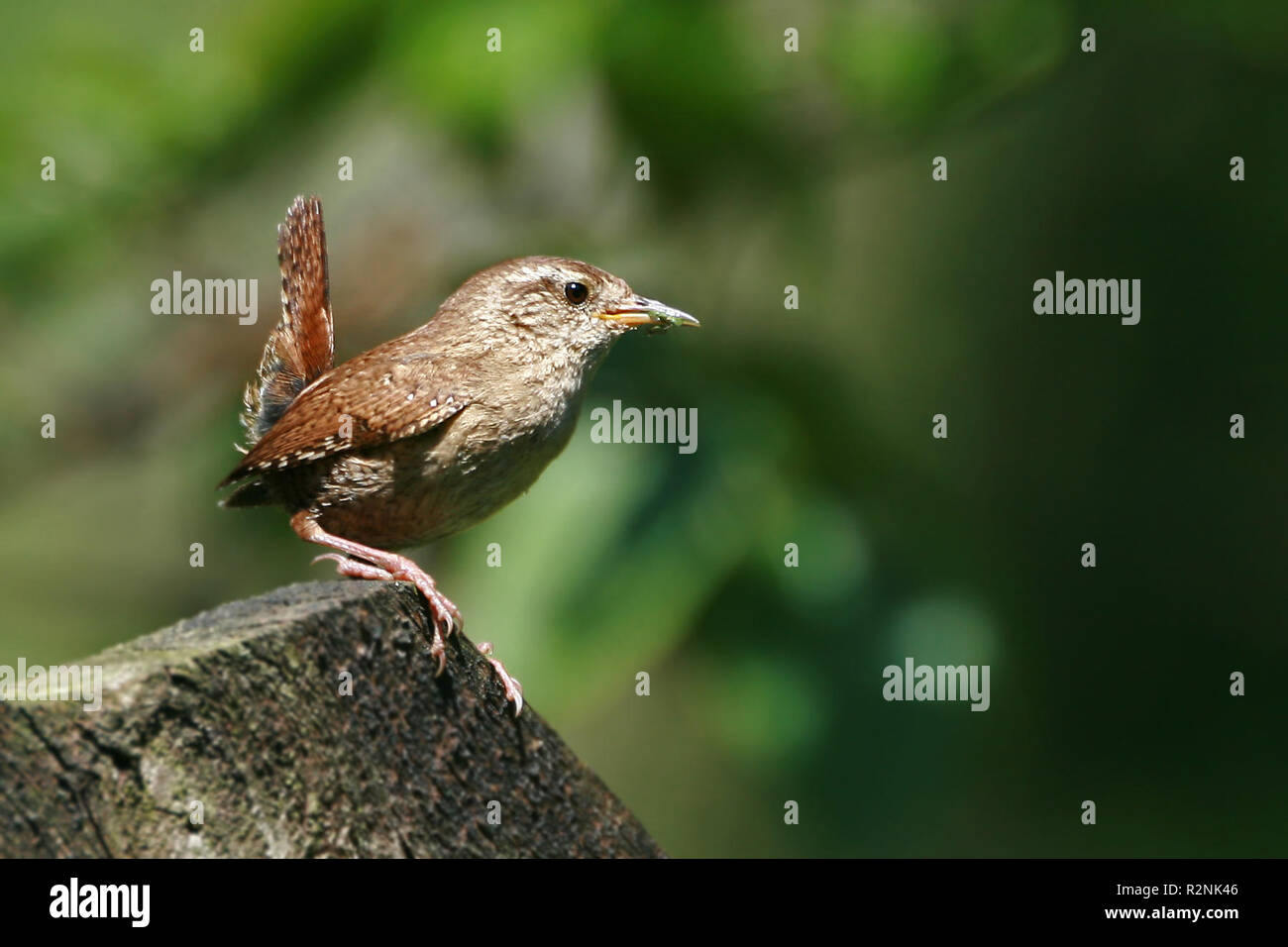 Dark beaks hi-res stock photography and images - Alamy