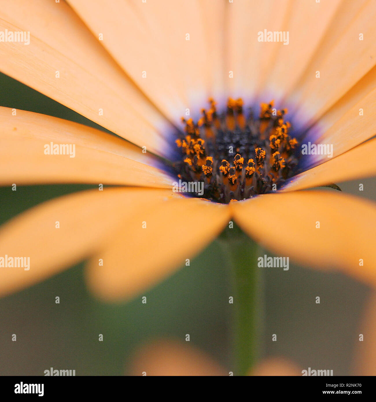 Polarstern hi-res stock photography and images - Alamy