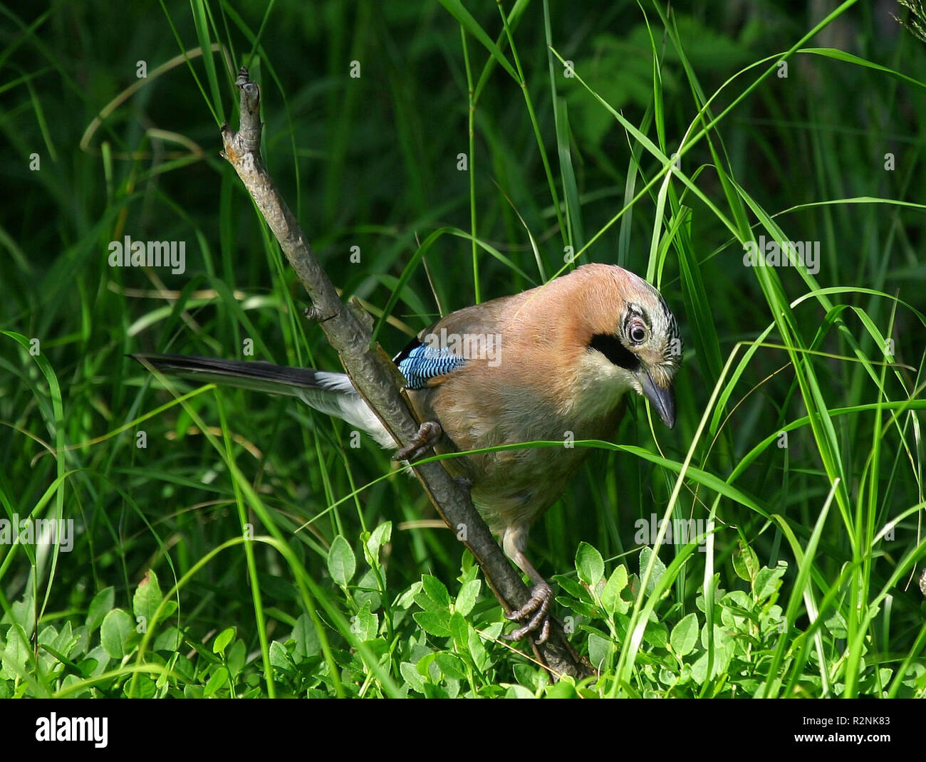 Jay ha hi-res stock photography and images - Alamy