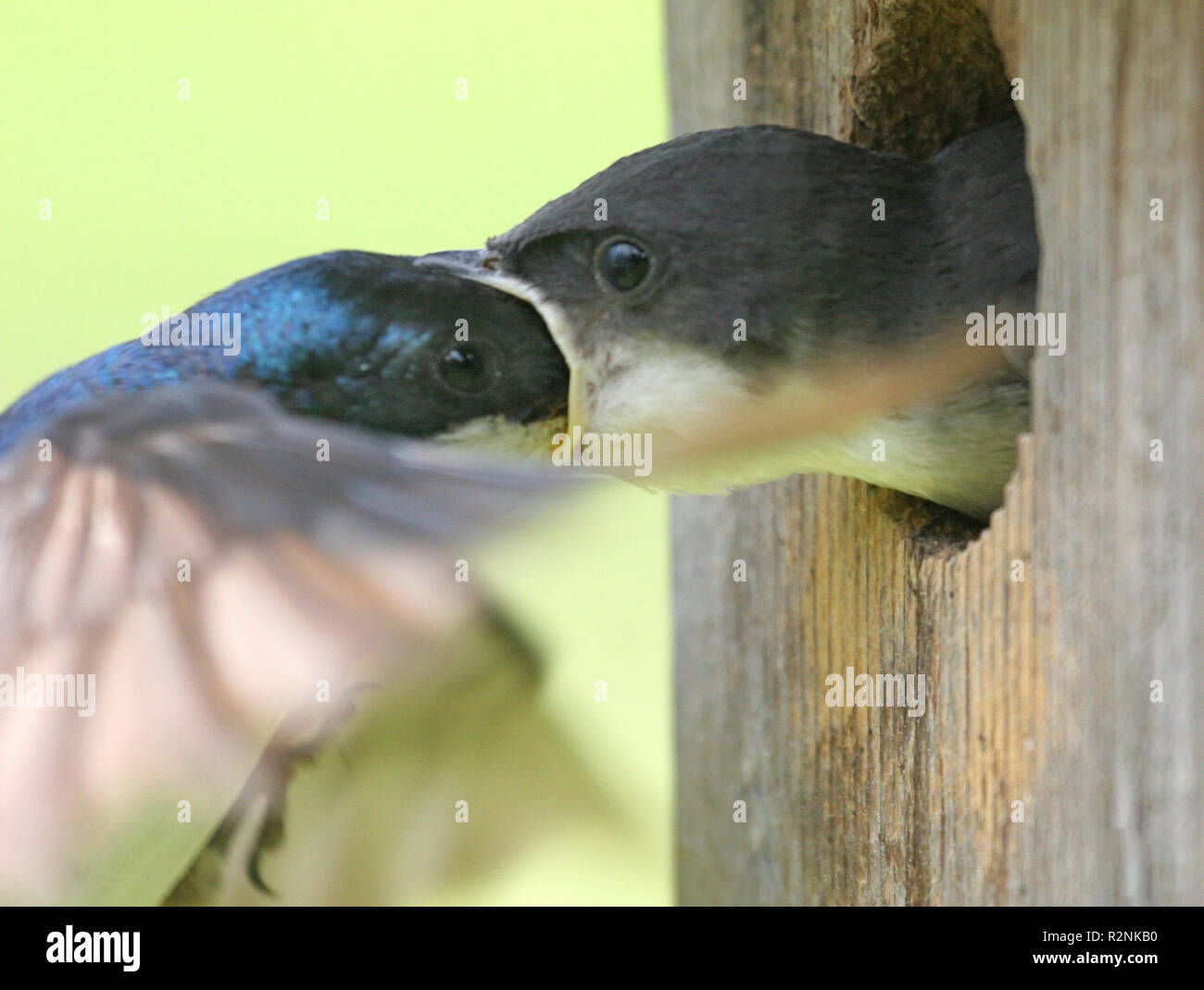 Tree swallow house hi-res stock photography and images - Alamy