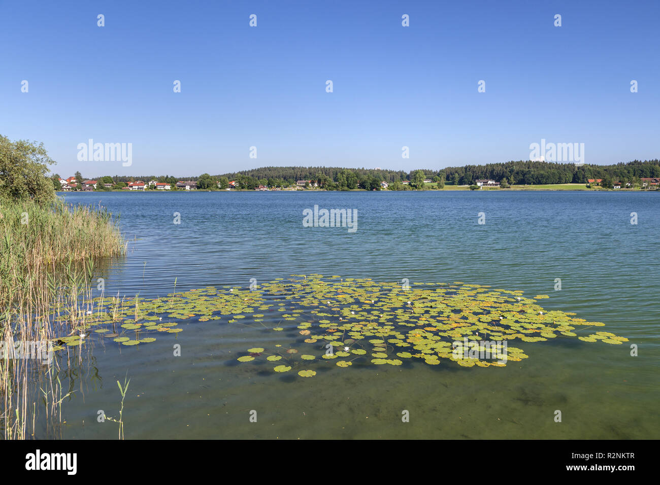 Seeoner See in Seeon, Seeon-Seebruck, Chiemgau, Upper Bavaria, Bavaria ...