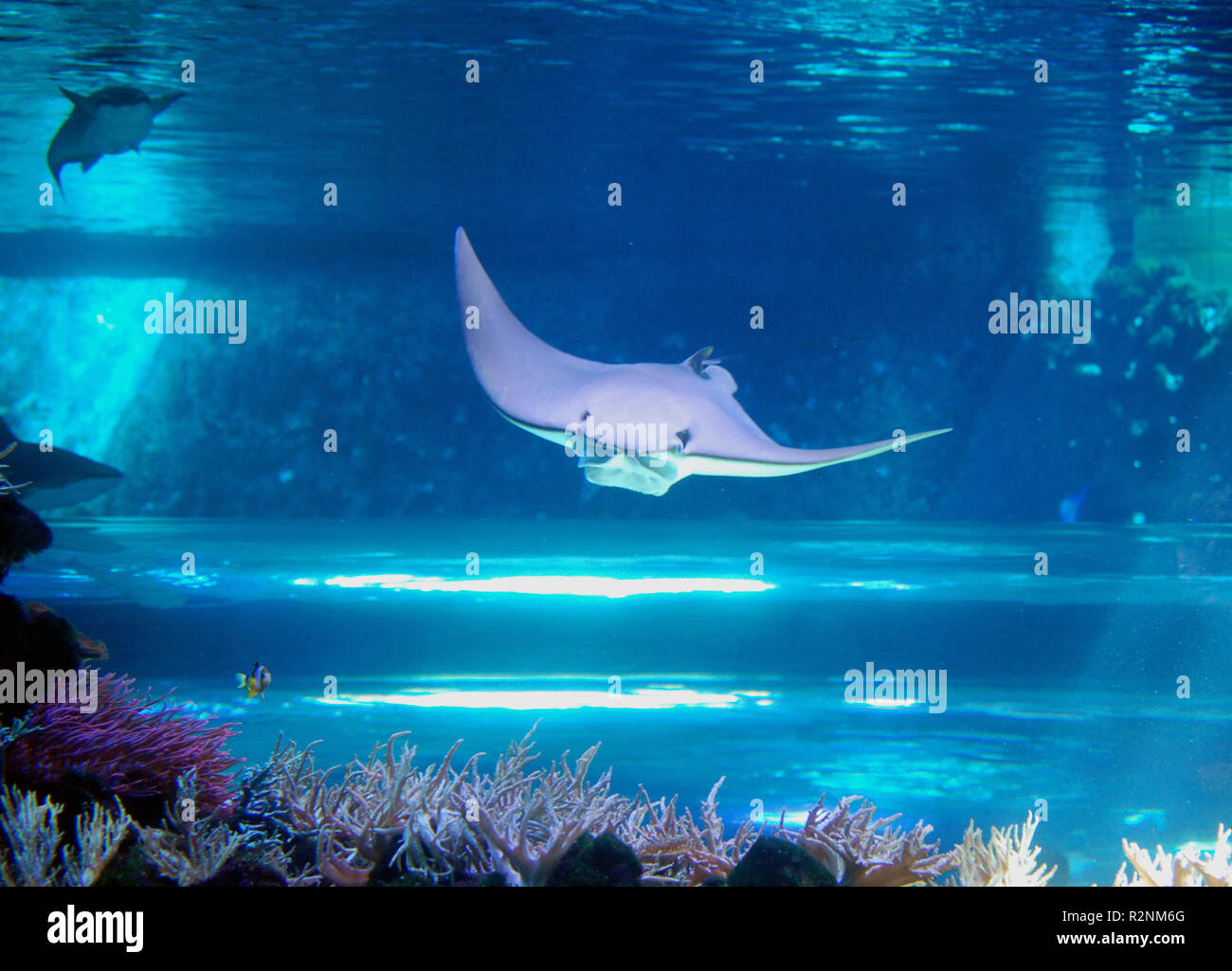 Blue skate shark hi-res stock photography and images - Alamy
