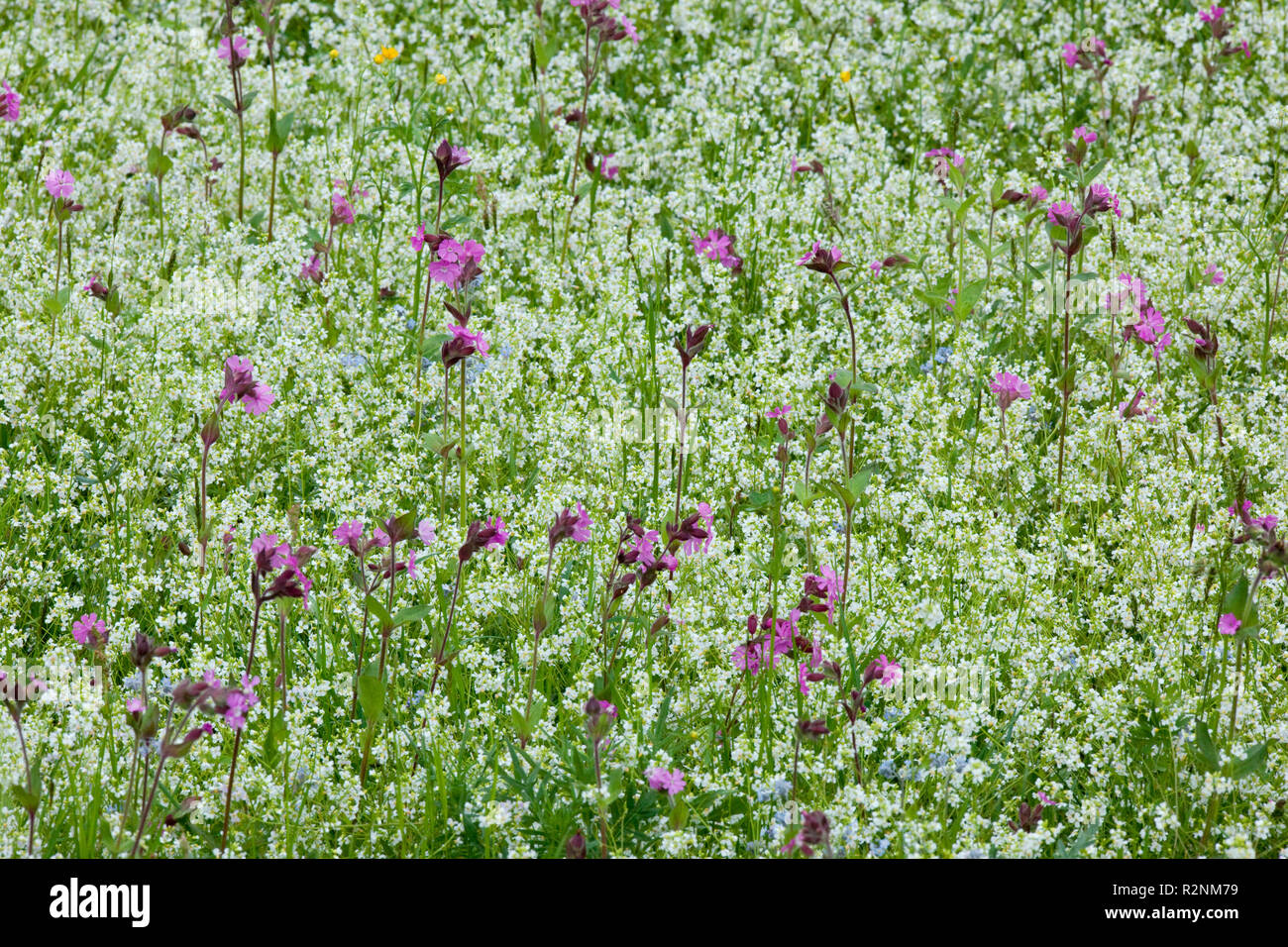 Red campion in meadow, Silene, red catchfly Stock Photo - Alamy