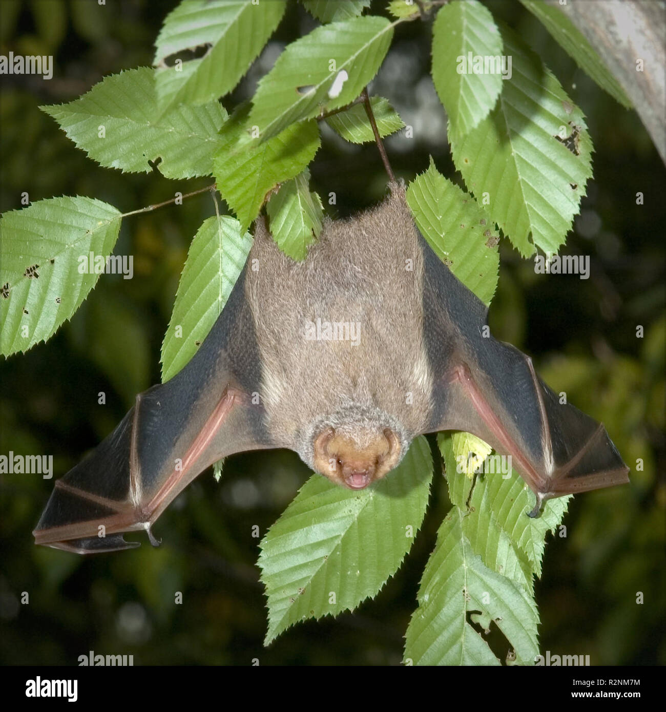 Vampire animal blood hi-res stock photography and images - Alamy