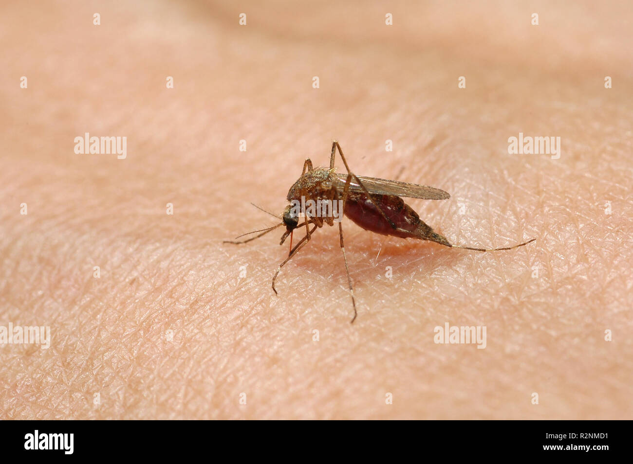 Mosqito hi-res stock photography and images - Alamy