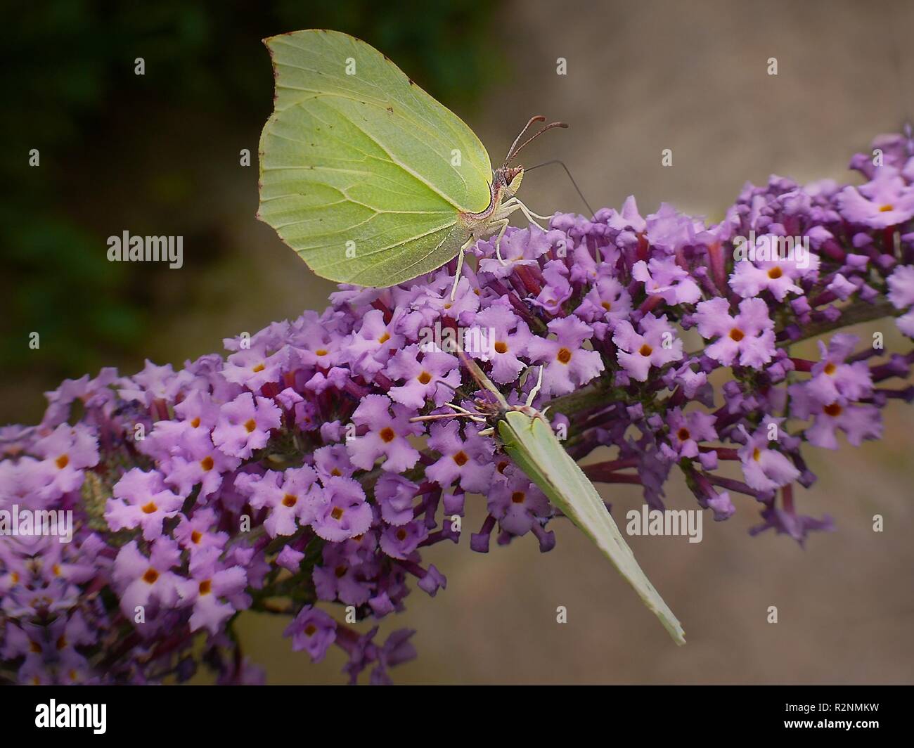 Dormant butterflies hi-res stock photography and images - Alamy