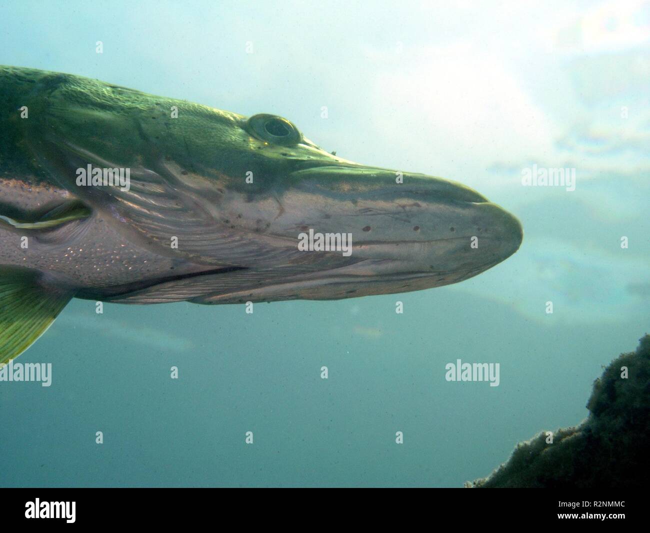 Pike dive hi-res stock photography and images - Alamy