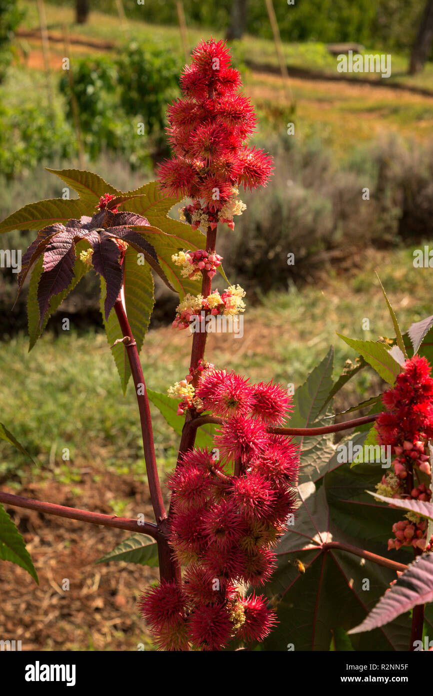 Flowering Castor Bean plant grown in Monticello garden Stock Photo - Alamy