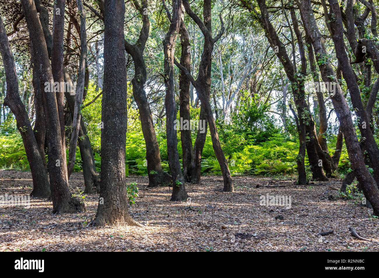 Maritime pine forest near Baia dei Turchi Otranto in Salento Italy ...