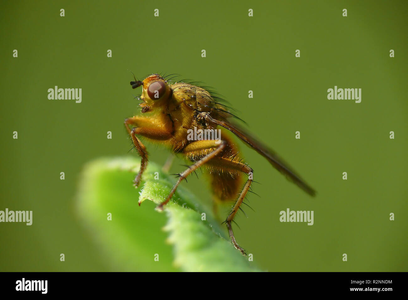 Dungfliege hi-res stock photography and images - Alamy