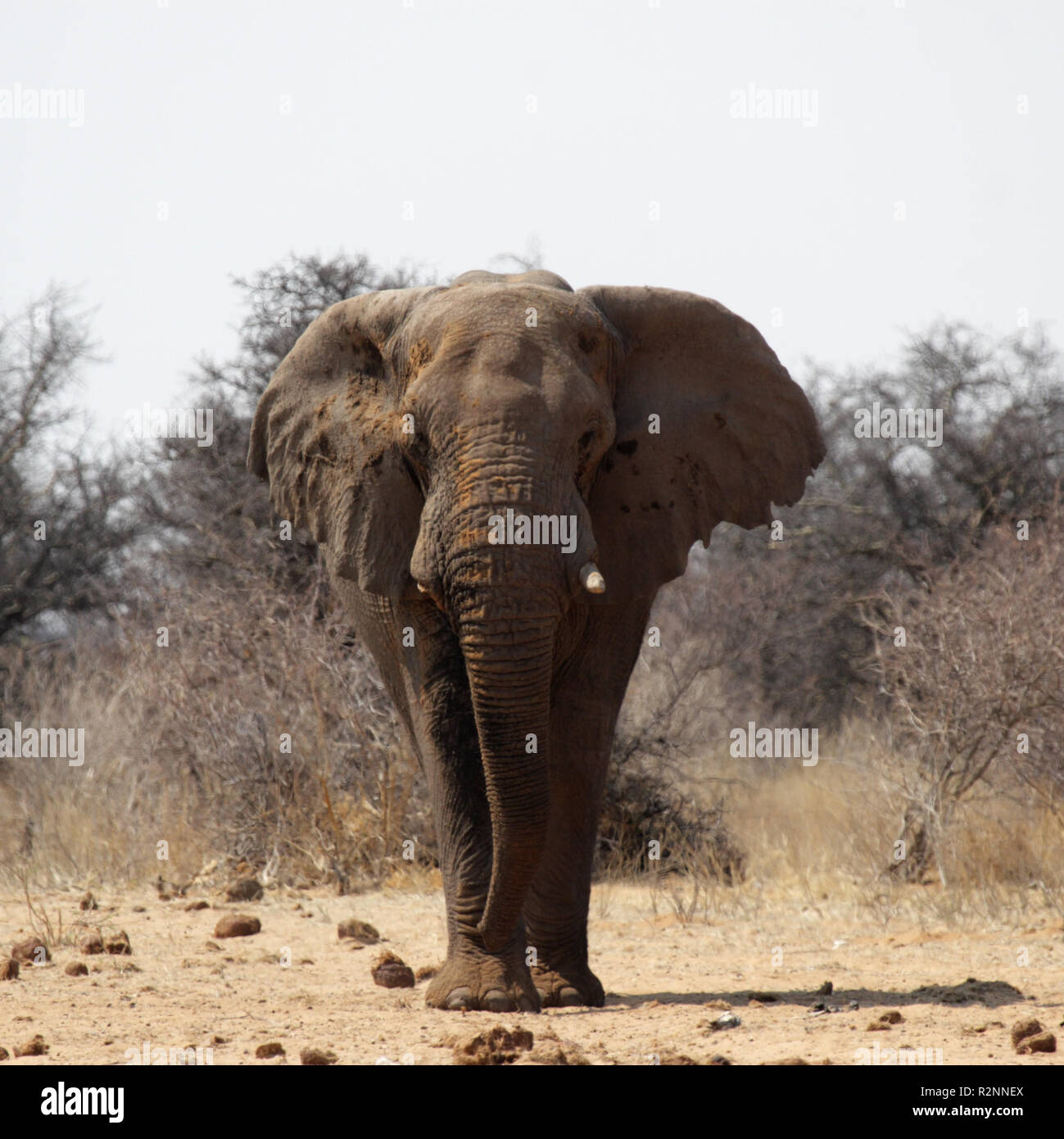 Namibia elefant hi-res stock photography and images - Alamy