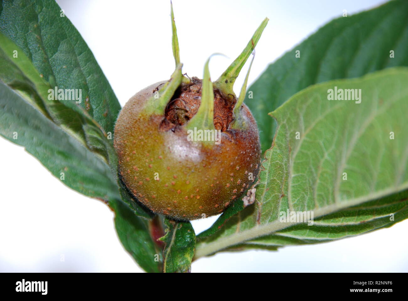 Medlar tree medieval hi-res stock photography and images - Alamy