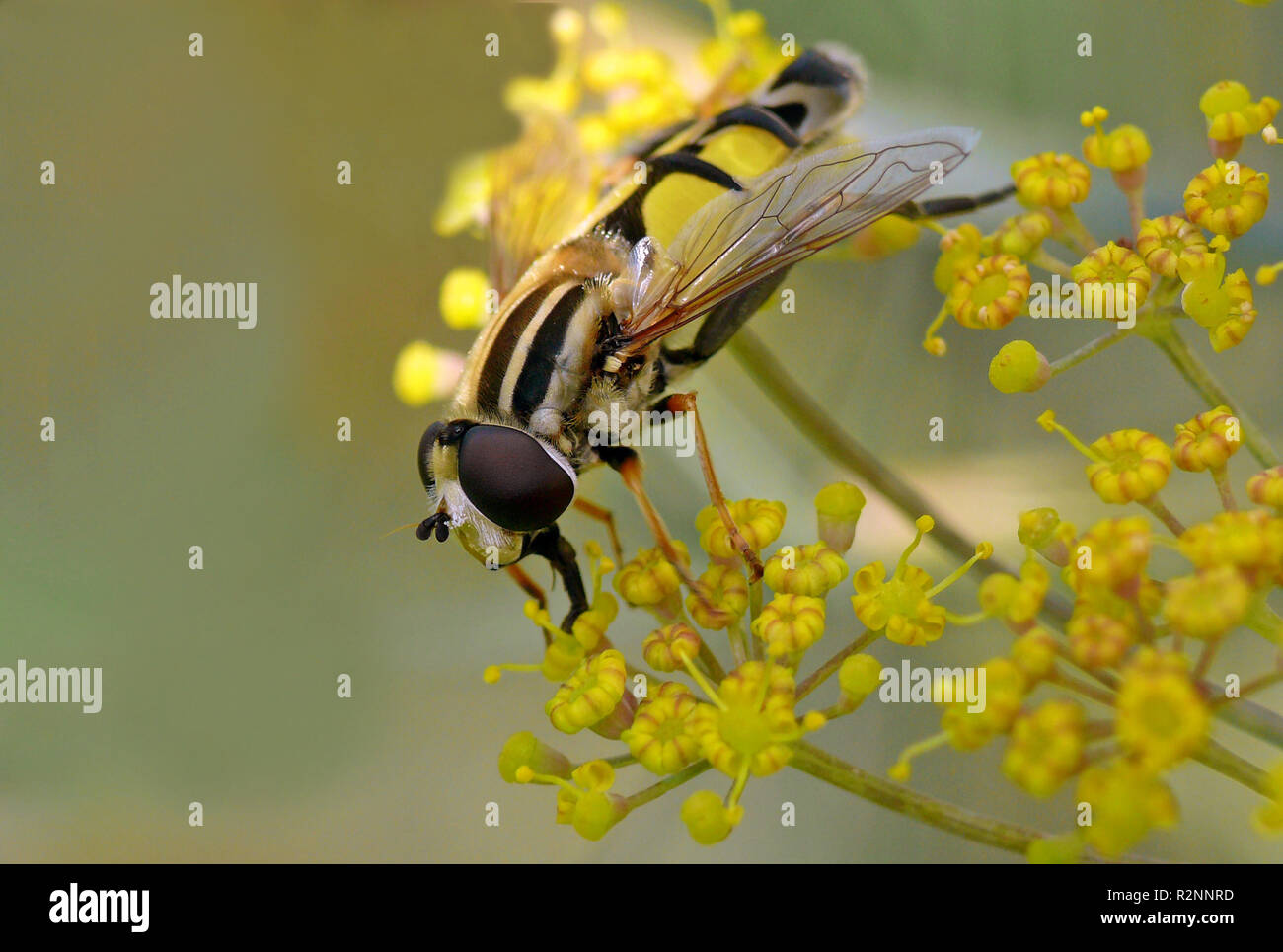 Helophilus hi-res stock photography and images - Alamy