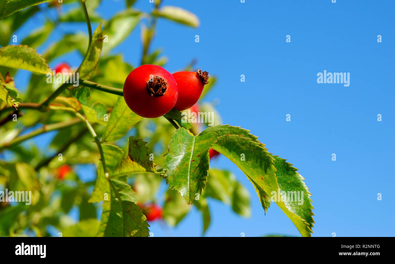 Useful Hedge Plant High Resolution Stock Photography and Images - Alamy