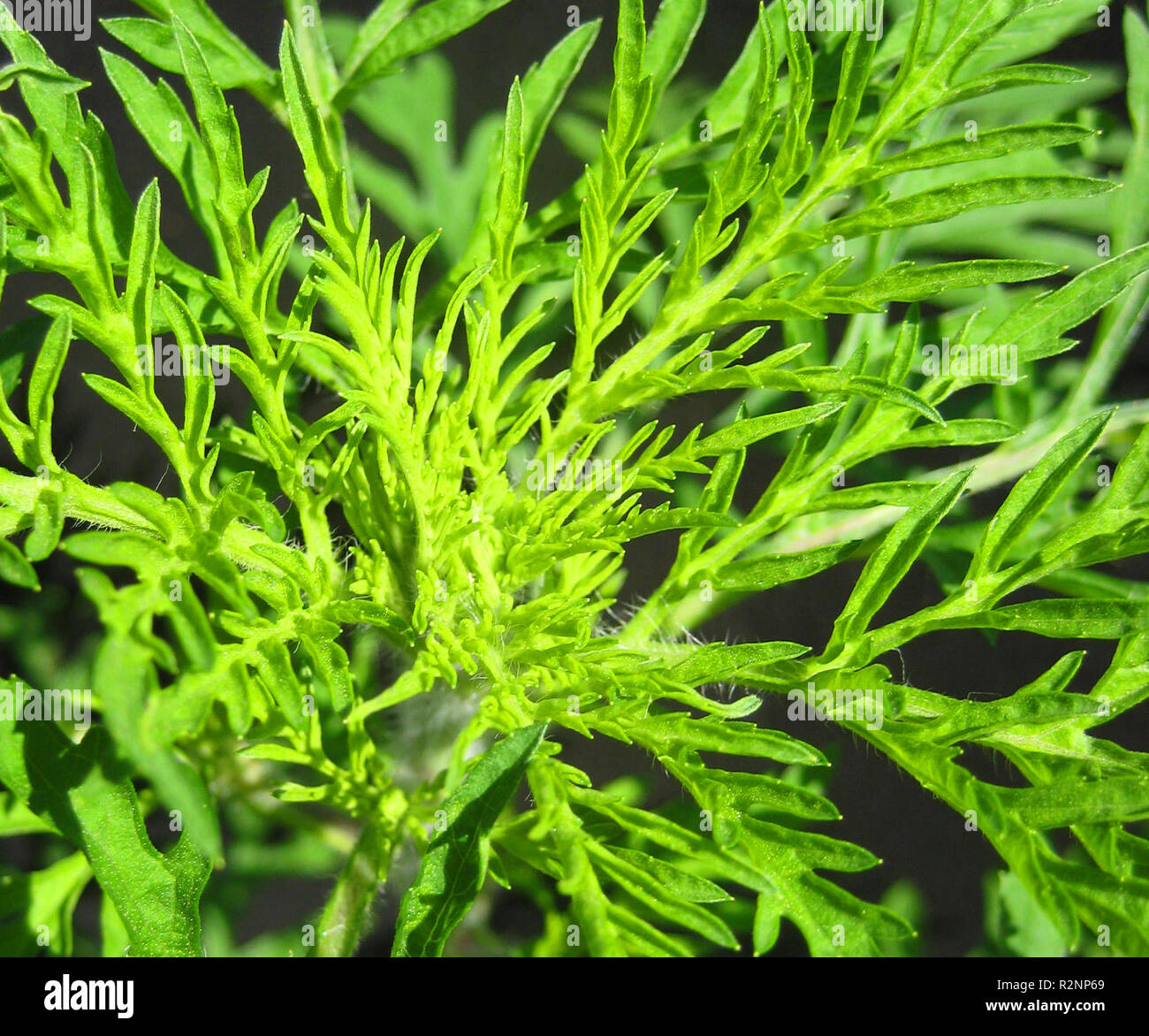 Ambrosia pollen hi-res stock photography and images - Alamy