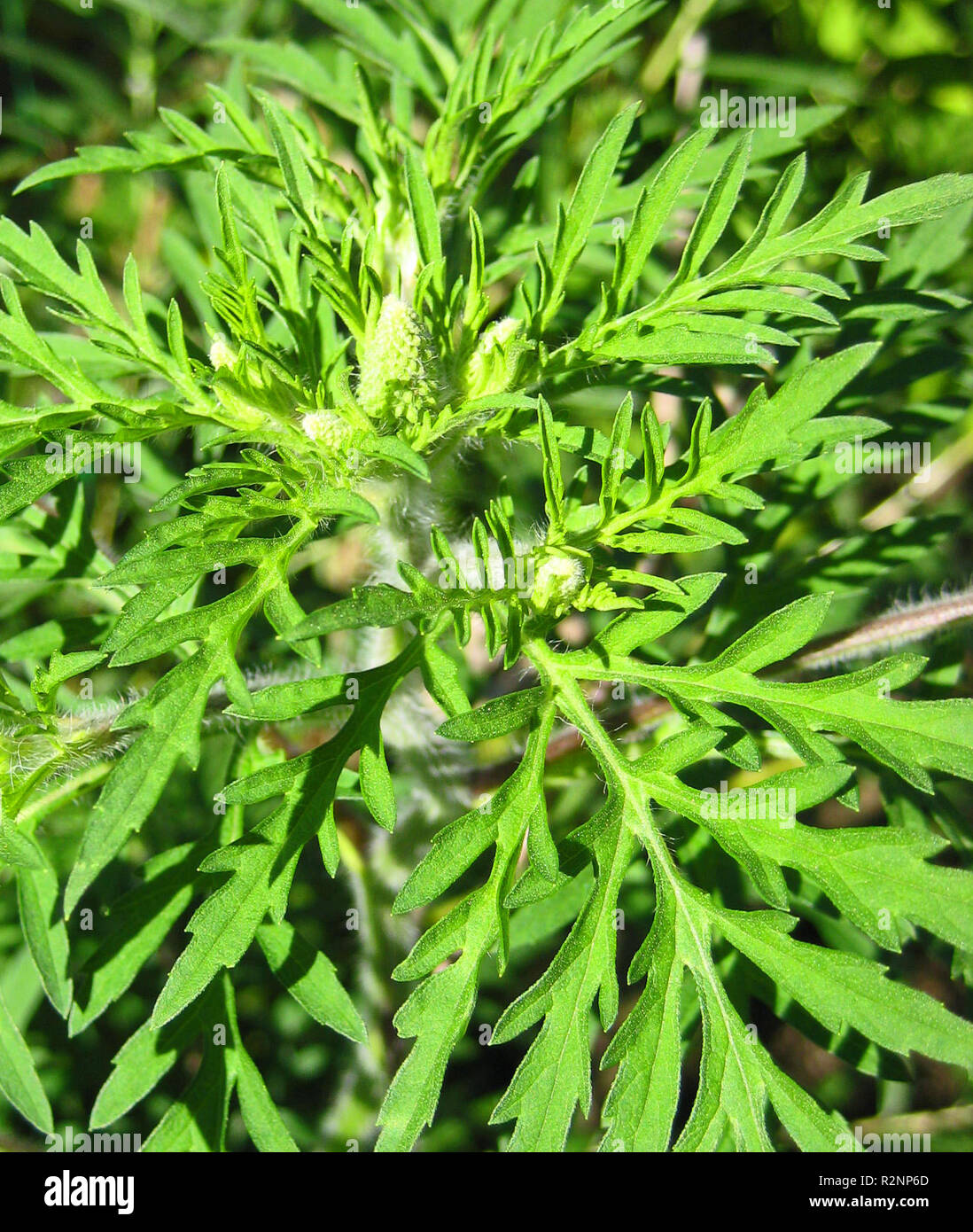 Ambrosia pollen hi-res stock photography and images - Alamy