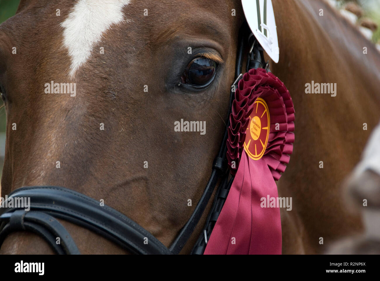 Award winning ride hi-res stock photography and images - Alamy