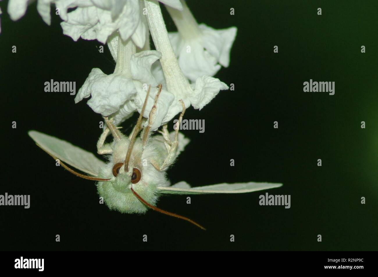 squinting calamia tridens Stock Photo - Alamy