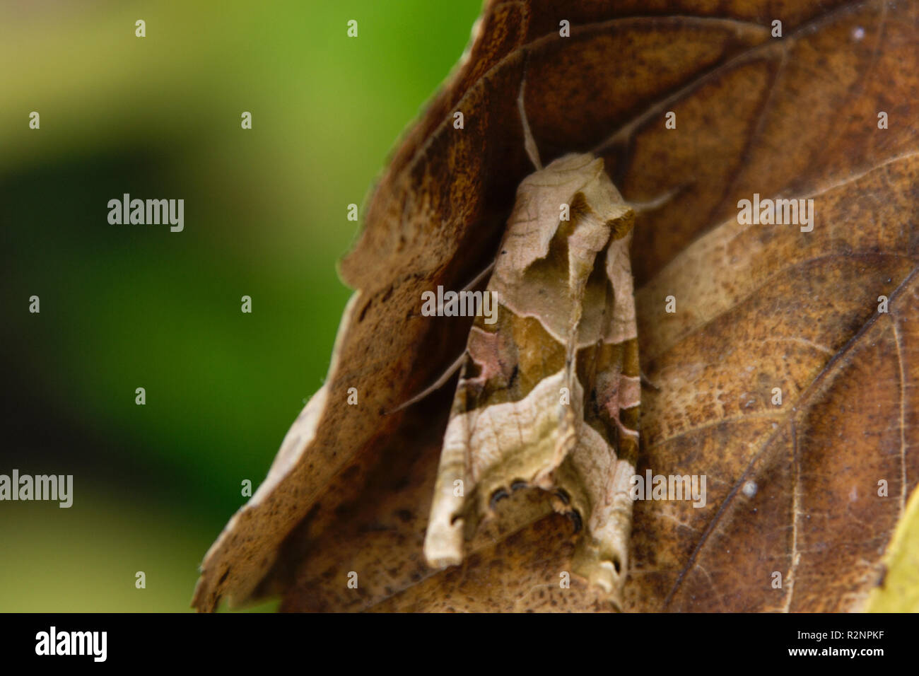 Moth camouflage leaf hi-res stock photography and images - Alamy