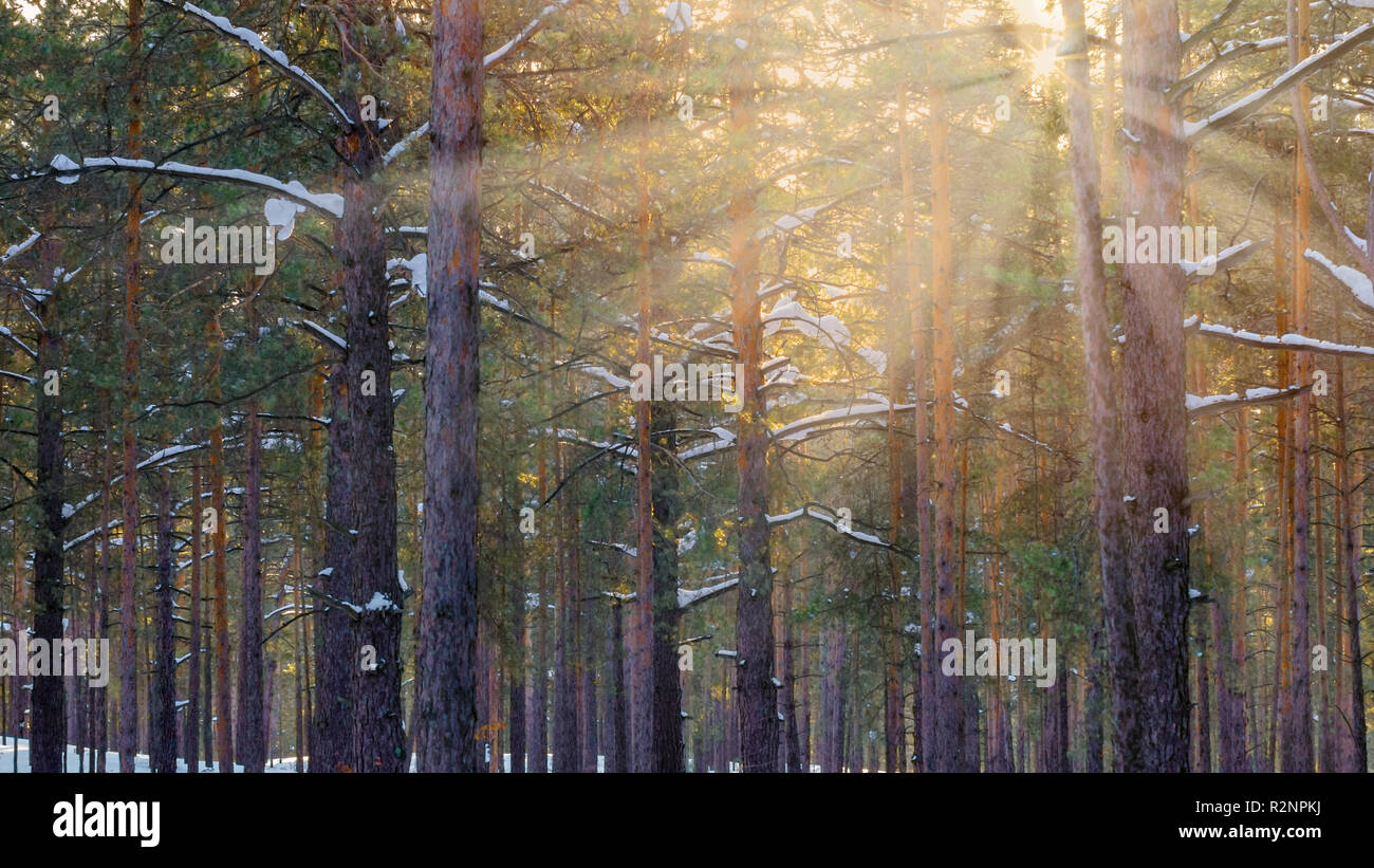 Sunrise through pine trees snow hi-res stock photography and images - Alamy