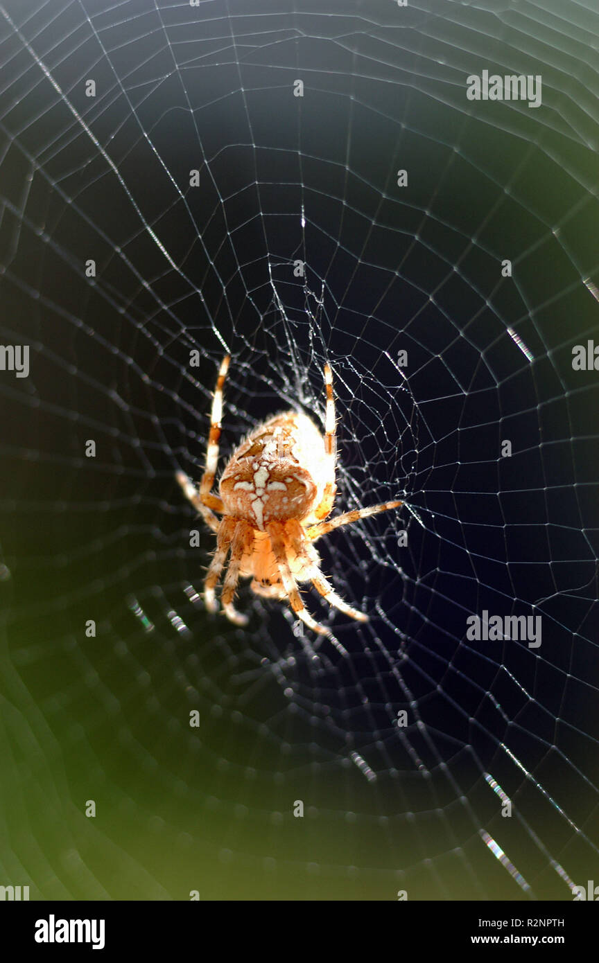 Arthropoden arthropoden hi-res stock photography and images - Alamy